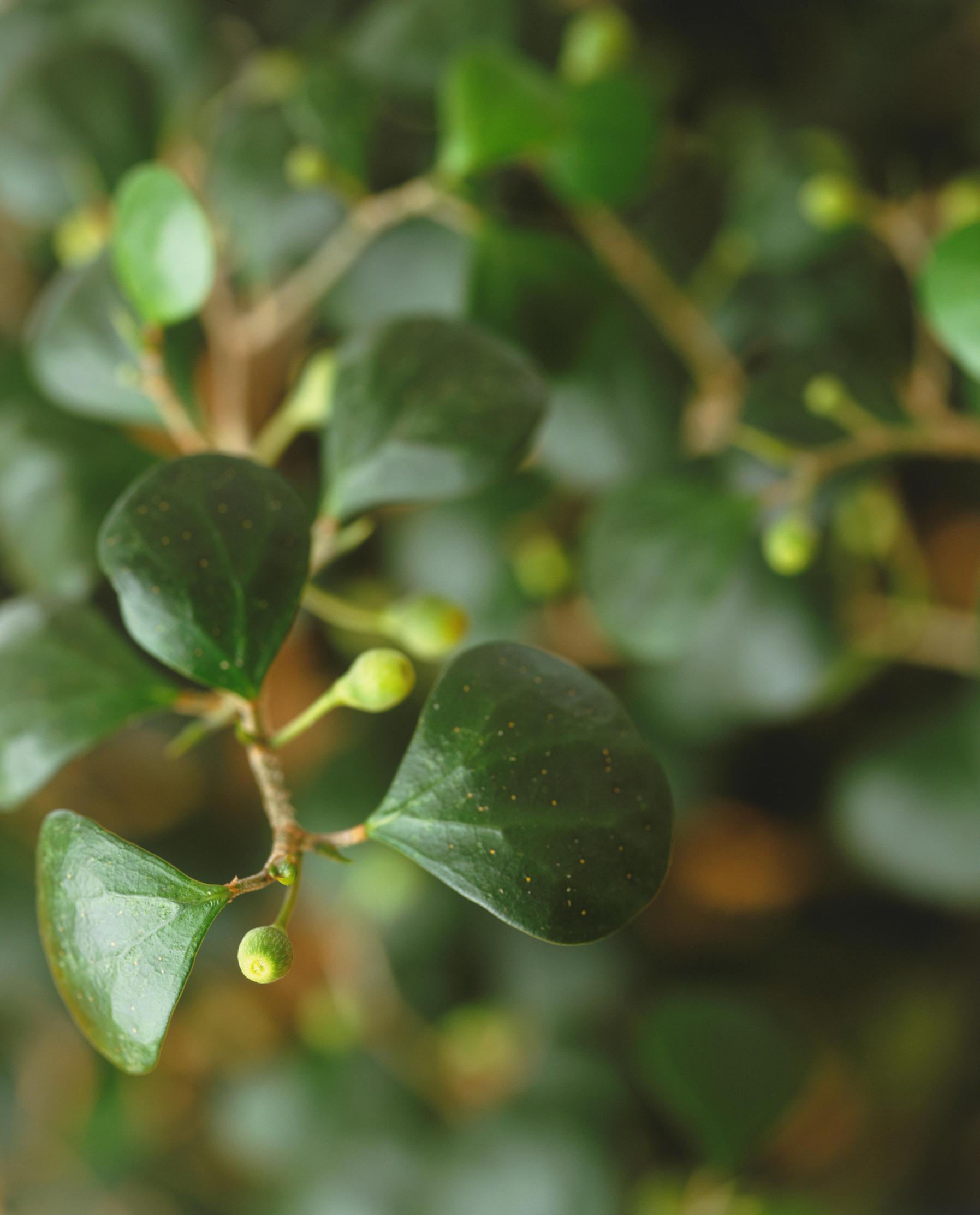 Fiikus: kasvatus ja hoito | Kotona