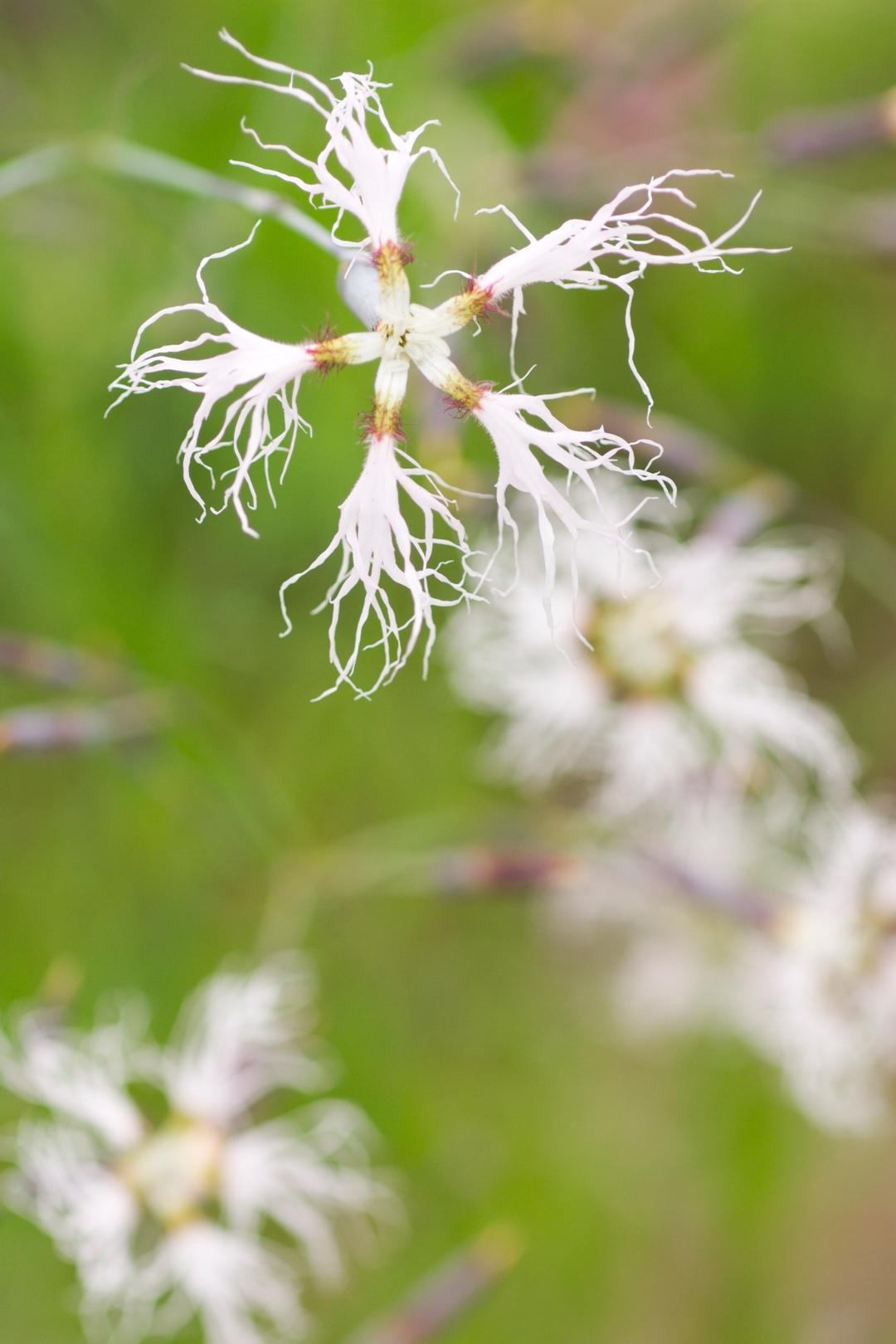 Neilikka – tutustu lajeihin ja löydä omat suosikkisi | Viherpiha