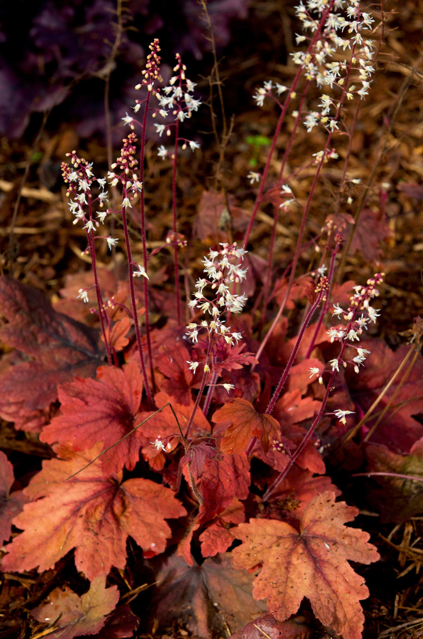 Helyn syyspuutarha on yhtä värien juhlaa | Viherpiha