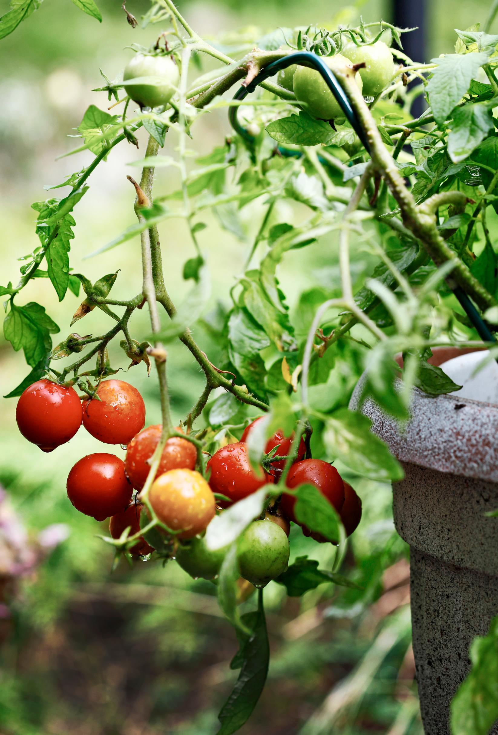 Tomaatin kasvatus – katso ohje! | Viherpiha