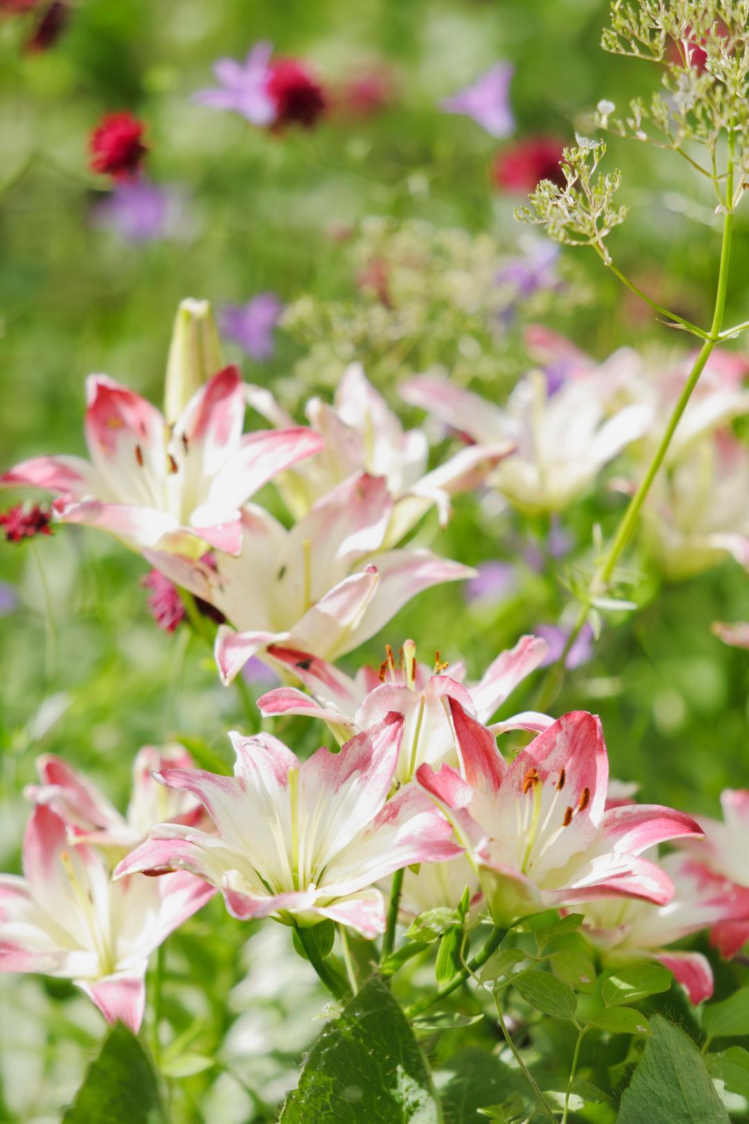 Lilja: parhaat vinkit liljojen kasvatukseen ja hoitoon | Viherpiha