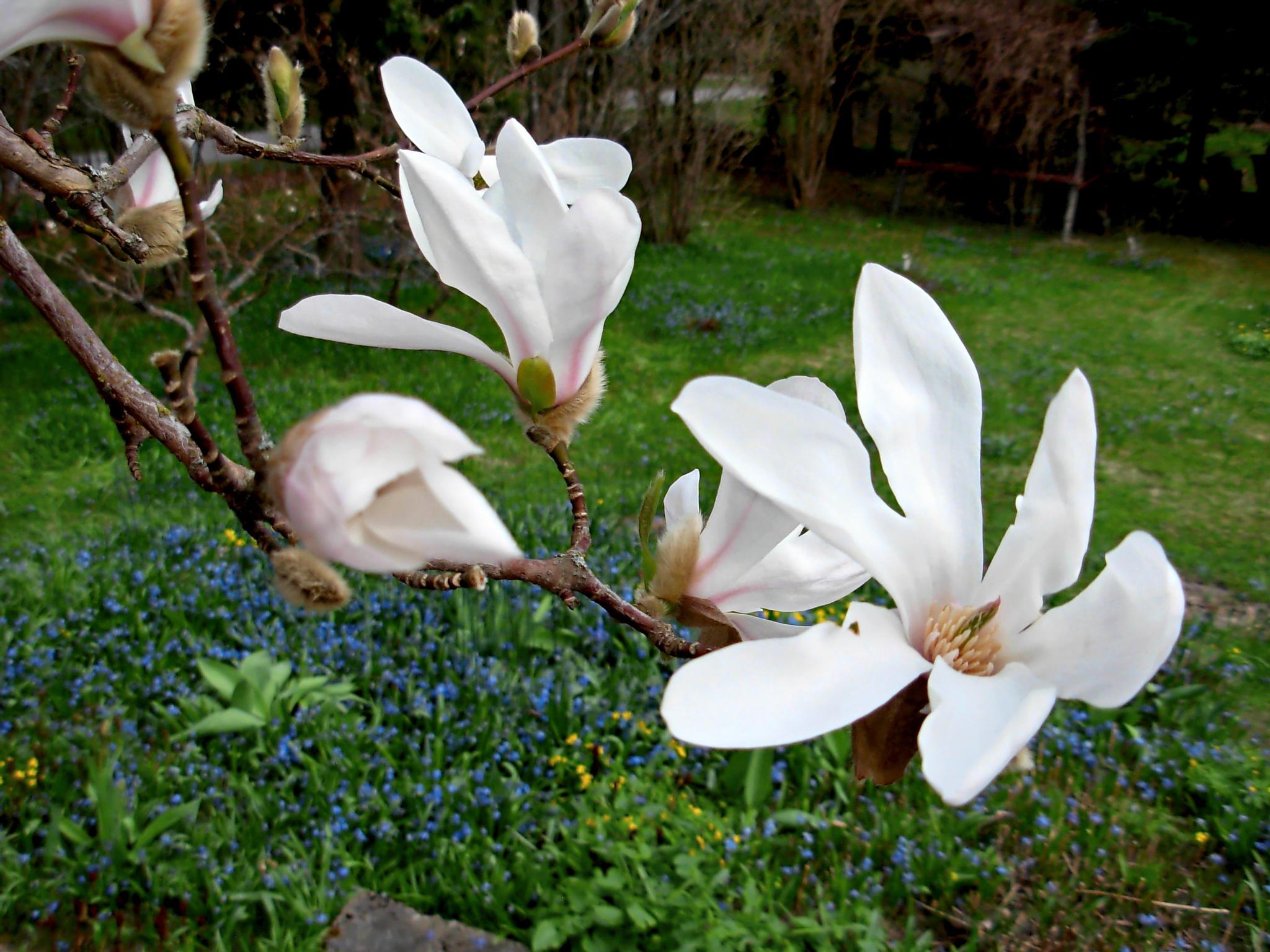 Kukkivat puut – 9 kauneinta vaihtoehtoa | Viherpiha