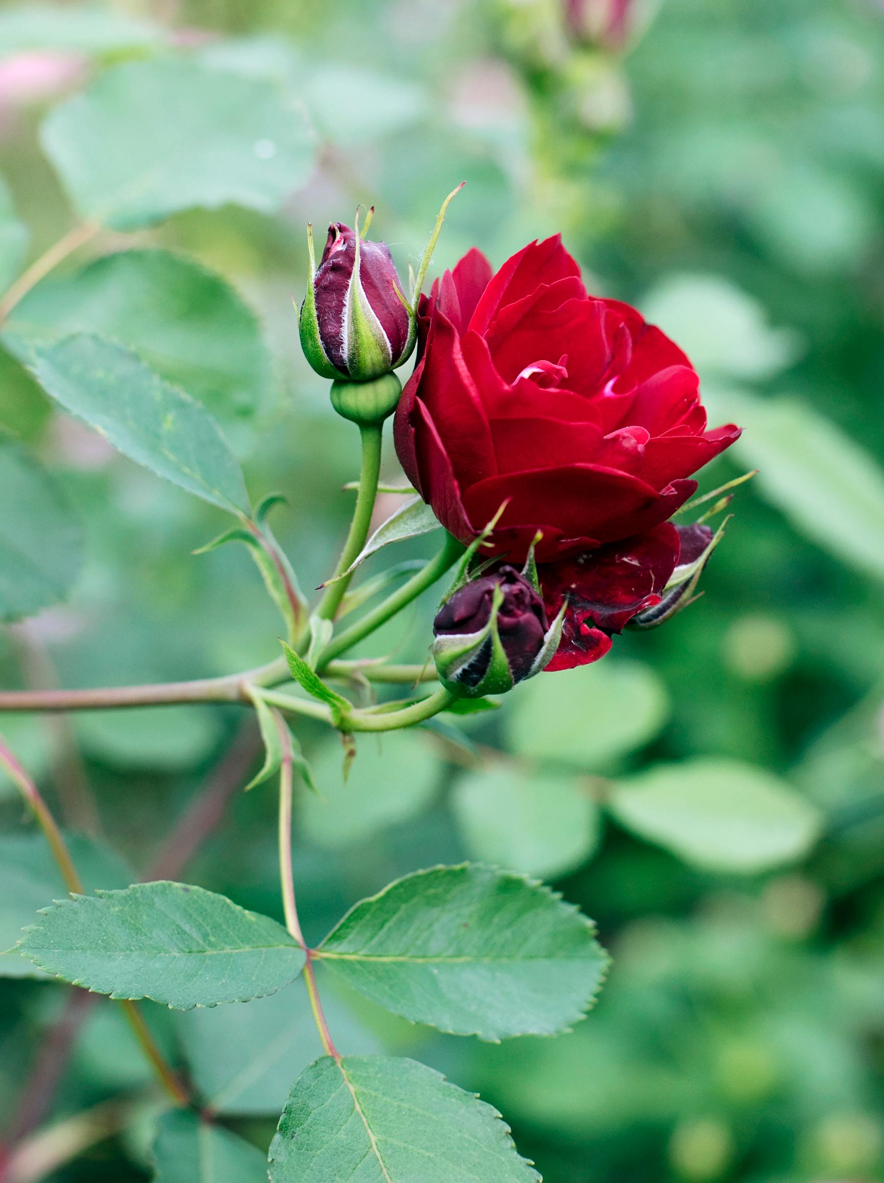 Ruusut – 16 upeinta lajiketta | Viherpiha