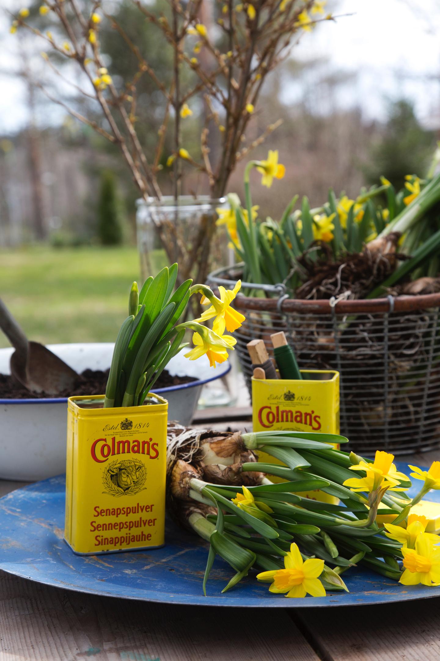 Narsissi – istutus, hoito ja ideat asetelmiin | Meillä kotona