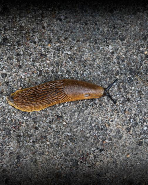 Espanjansiruetana – tunnistus ja hävittäminen | Viherpiha