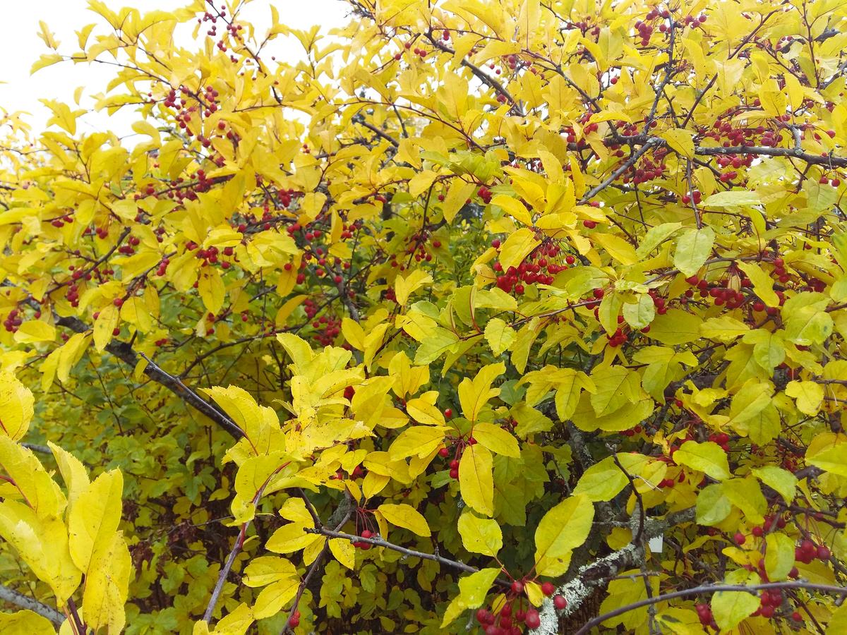 Ruska – pensaat | Viherpiha