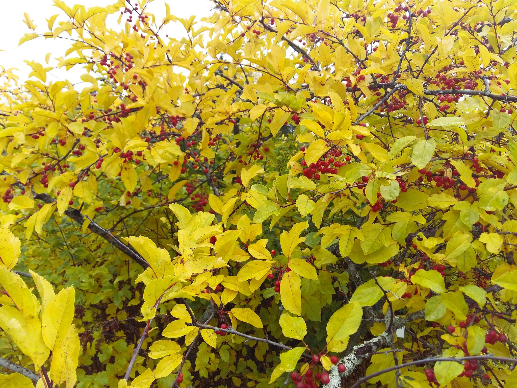 Ruska – pensaat | Viherpiha