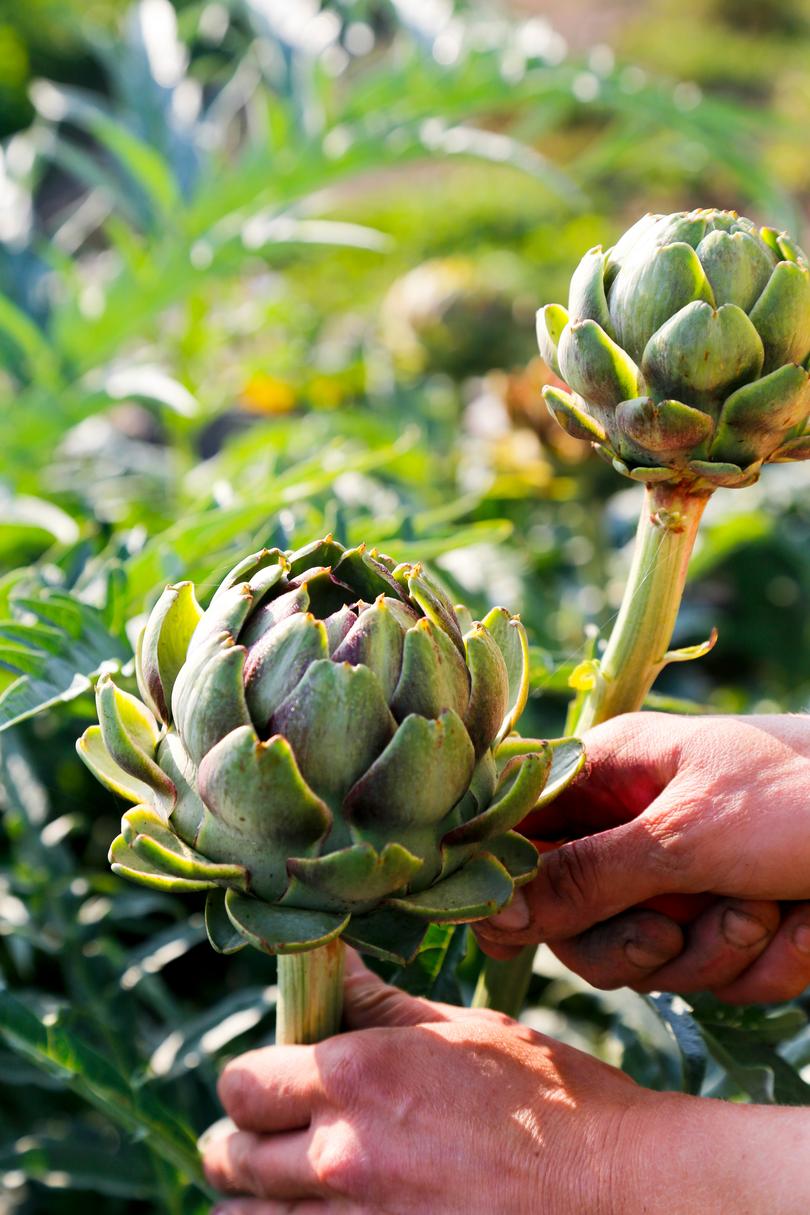 Artisokan kasvatus – latva-artisokka ja kardoni puutarhassa | Meillä kotona