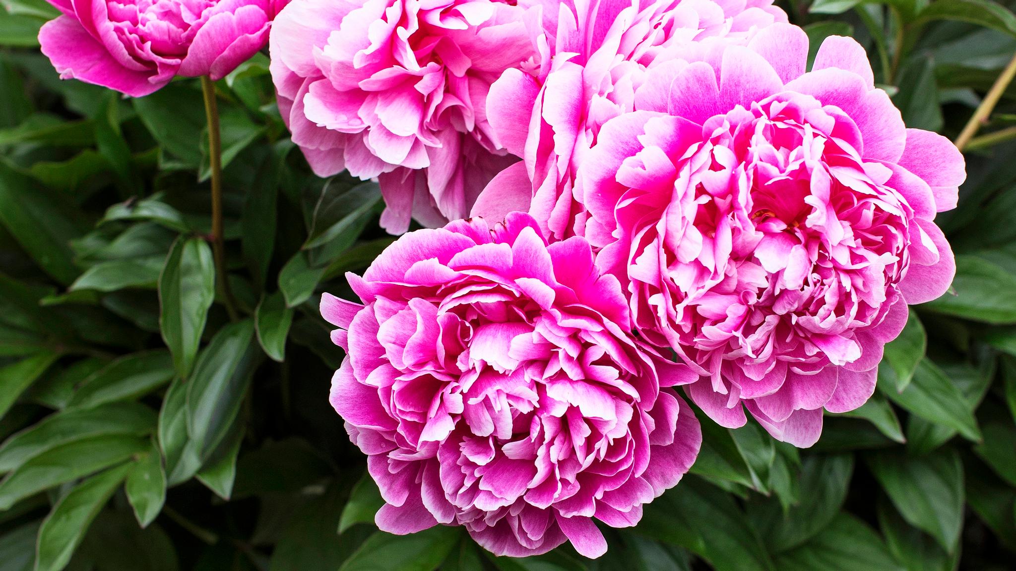 Pioni: kasvatus, hoito ja lannoitus – katso ohjeet | Meillä kotona