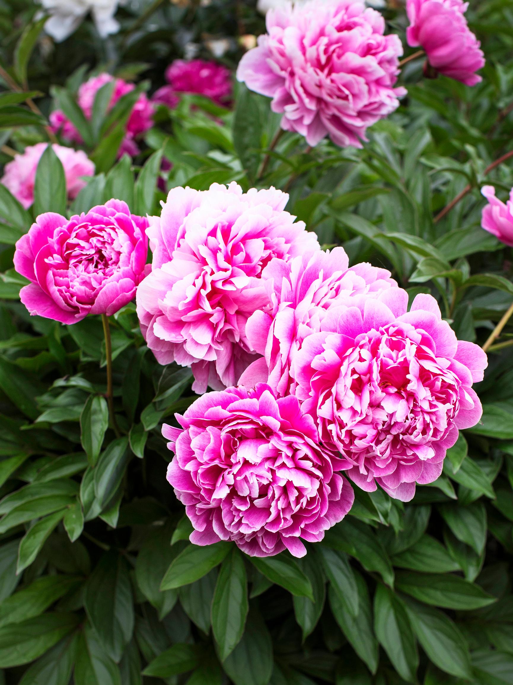 Pioni: kasvatus, hoito ja lannoitus – katso ohjeet | Viherpiha