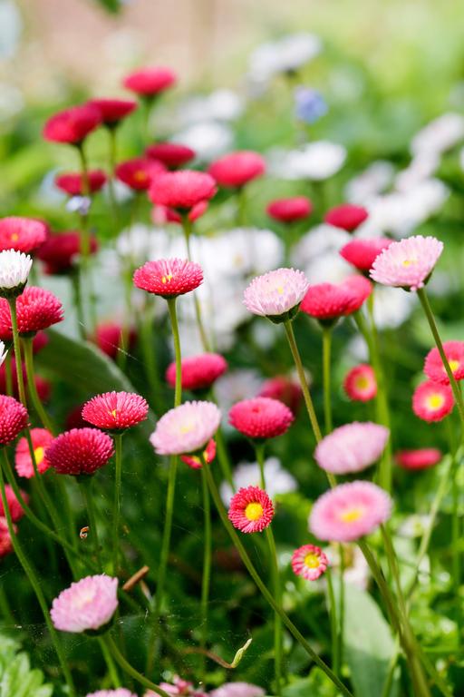 Sinapin kasvatus – katso ohjeet! | Meillä kotona