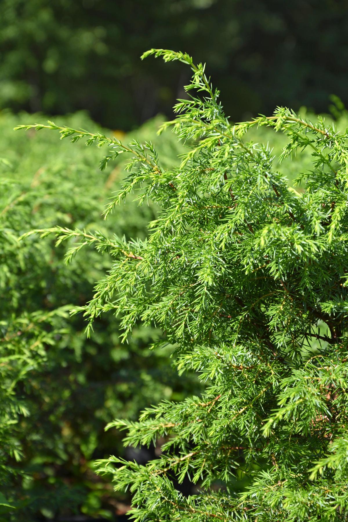 Kuivan paikan puut ja pensaat | Viherpiha