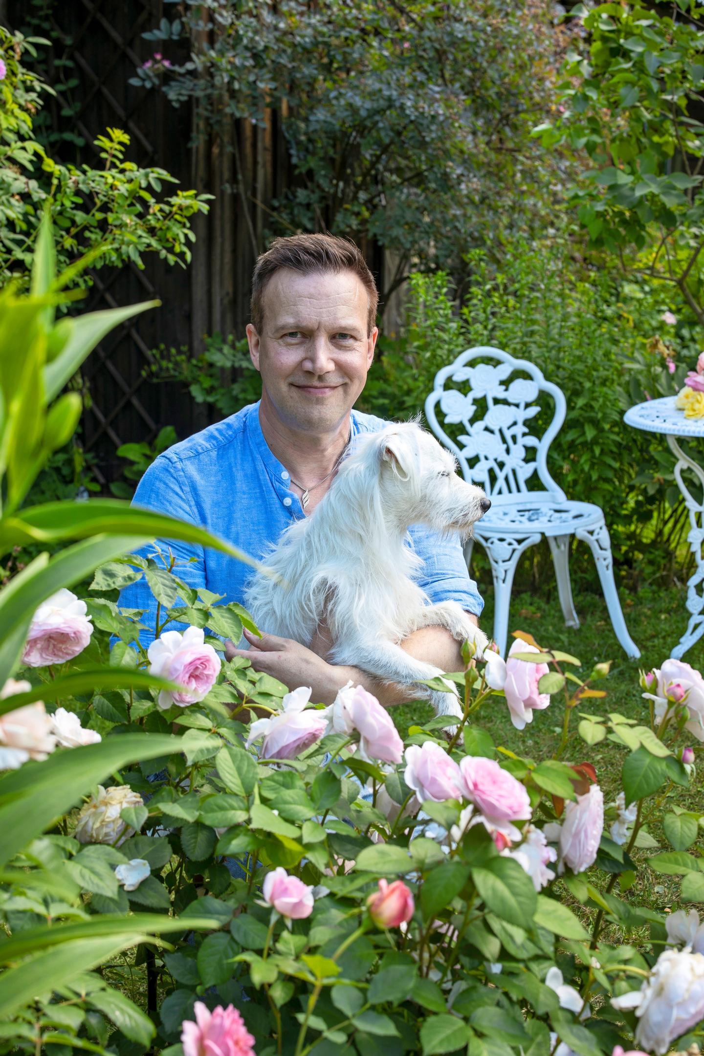 David Austin -ruusut Jukan mökkipuutarhassa | Meillä kotona