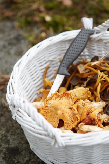 Pieni sieniopas: tunnista nämä herkulliset ruokasienet | Kotona