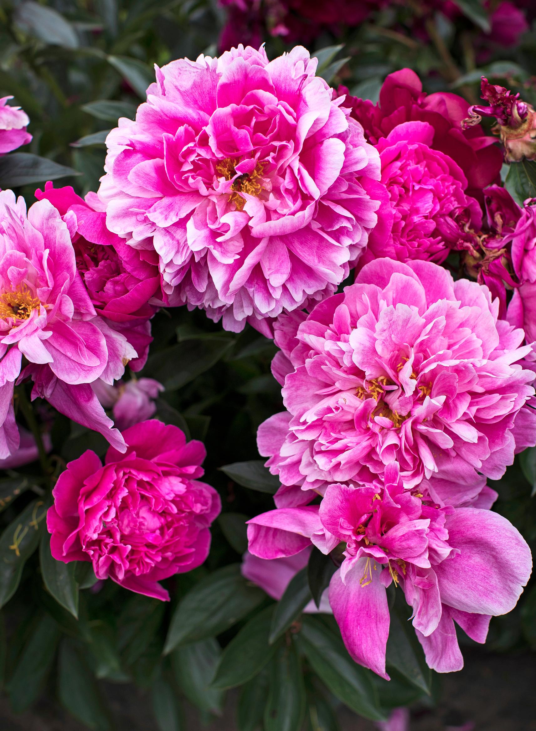 Pioneihin erikoistunut taimisto | Viherpiha