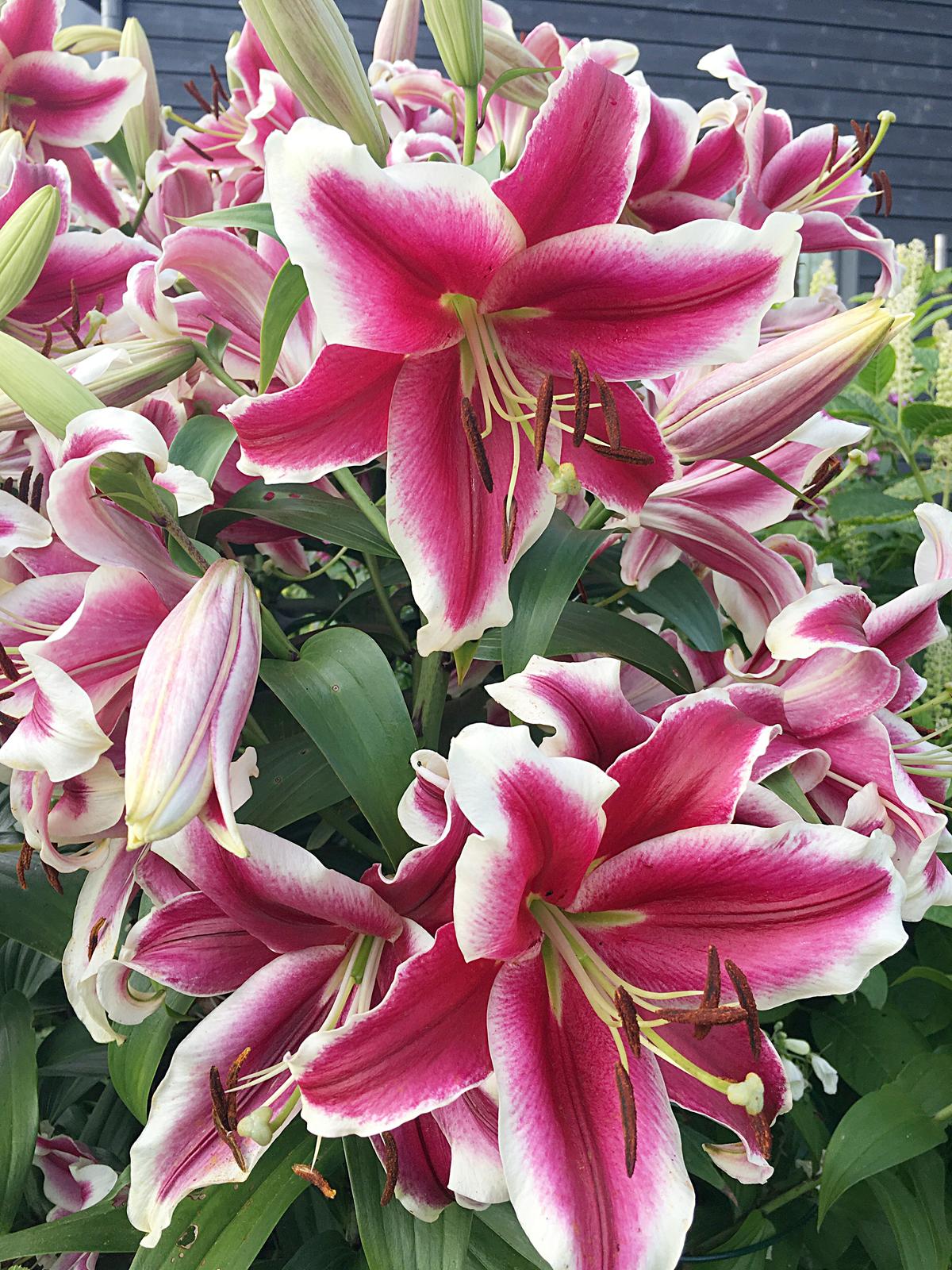 Lilja: parhaat vinkit liljojen kasvatukseen ja hoitoon | Viherpiha