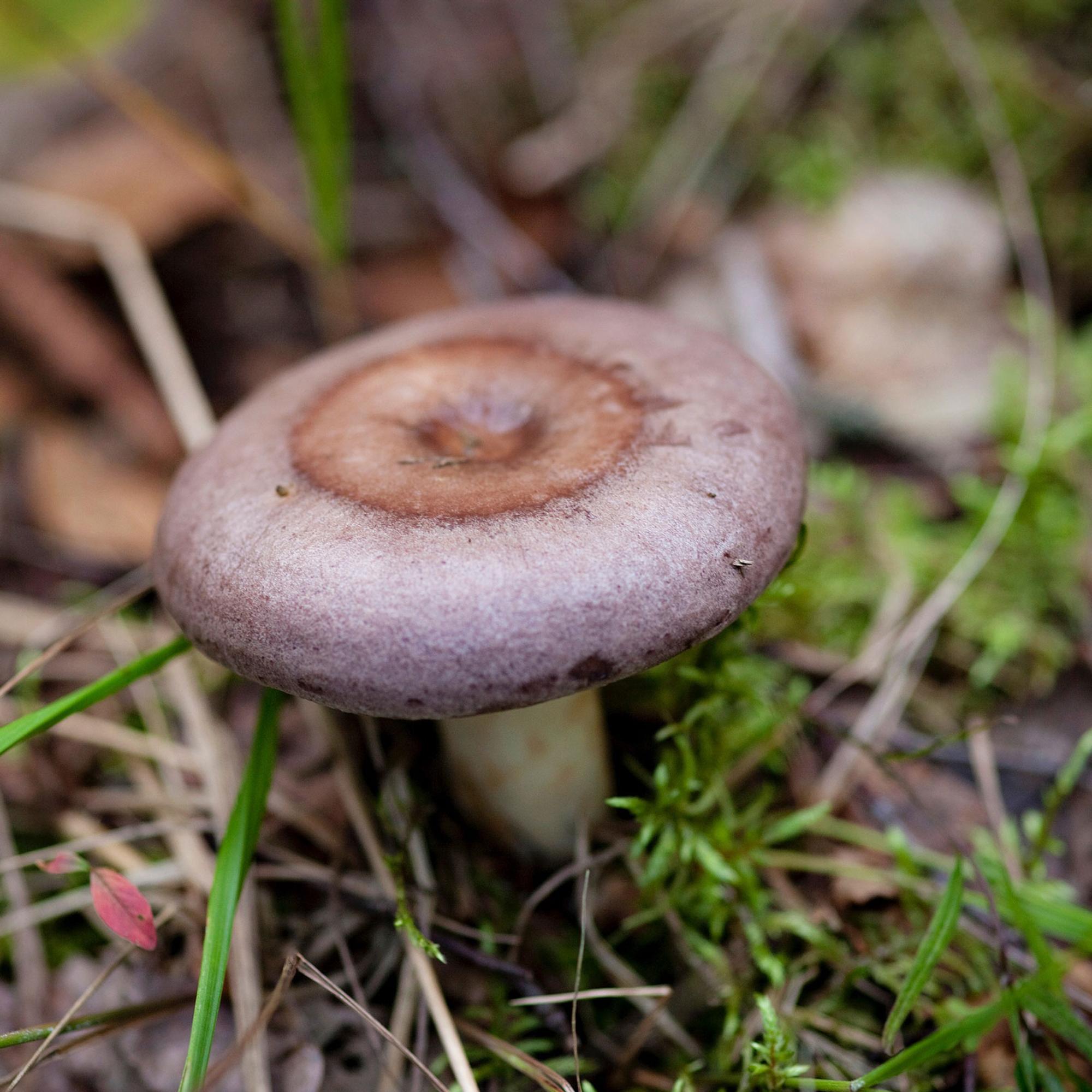 Pieni sieniopas: tunnista nämä herkulliset ruokasienet | Kotona