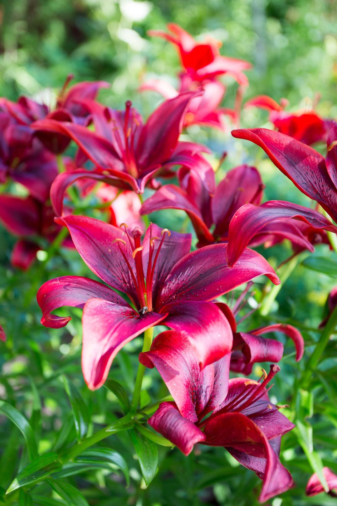 Lilja: parhaat vinkit liljojen kasvatukseen ja hoitoon | Viherpiha