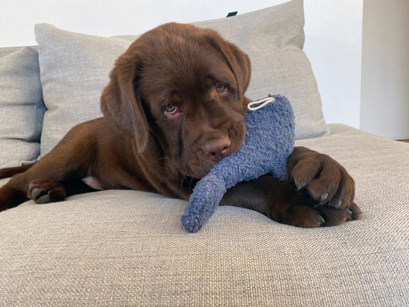 Koira tulee taloon – koiranomistajien vinkit | Meillä kotona