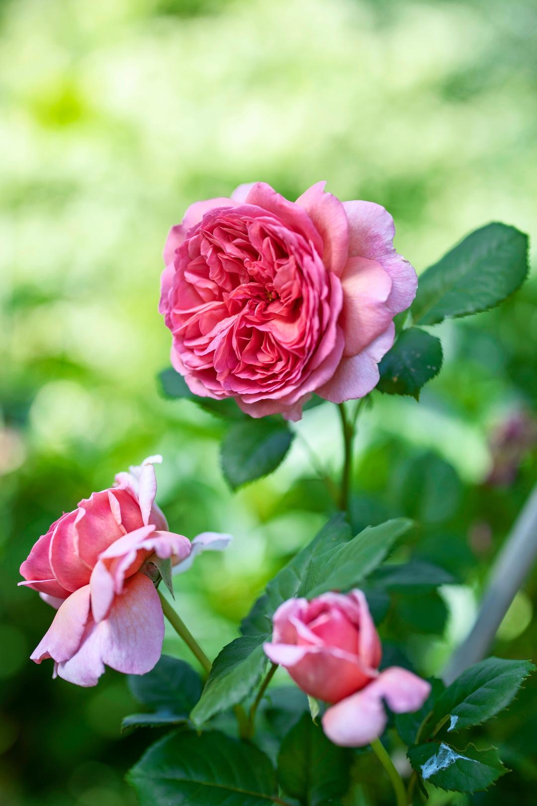 David Austin -ruusut Jukan mökkipuutarhassa | Viherpiha