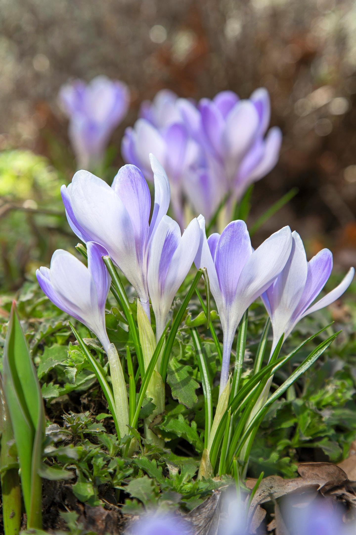 Krookus – katso lajikkeet ja kasvatusvinkit | Meillä kotona