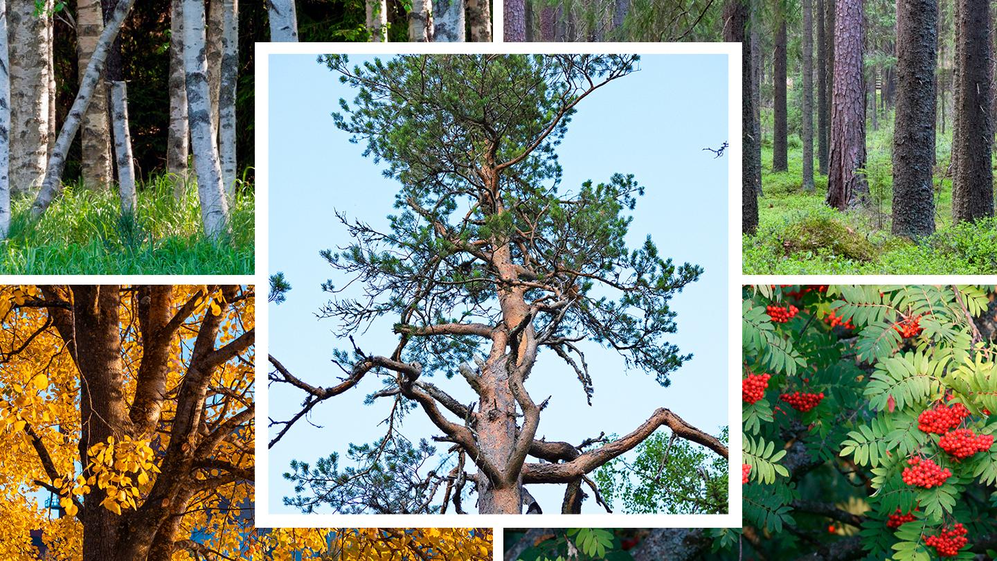 Mikä puu olet? Tee testi | Kotona