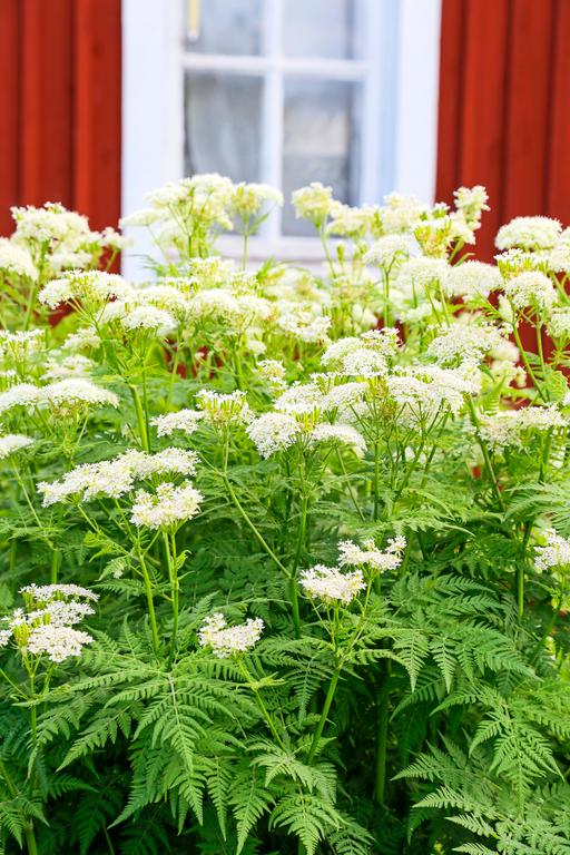 Piparjuuri – kasvatus ja käyttö | Meillä kotona