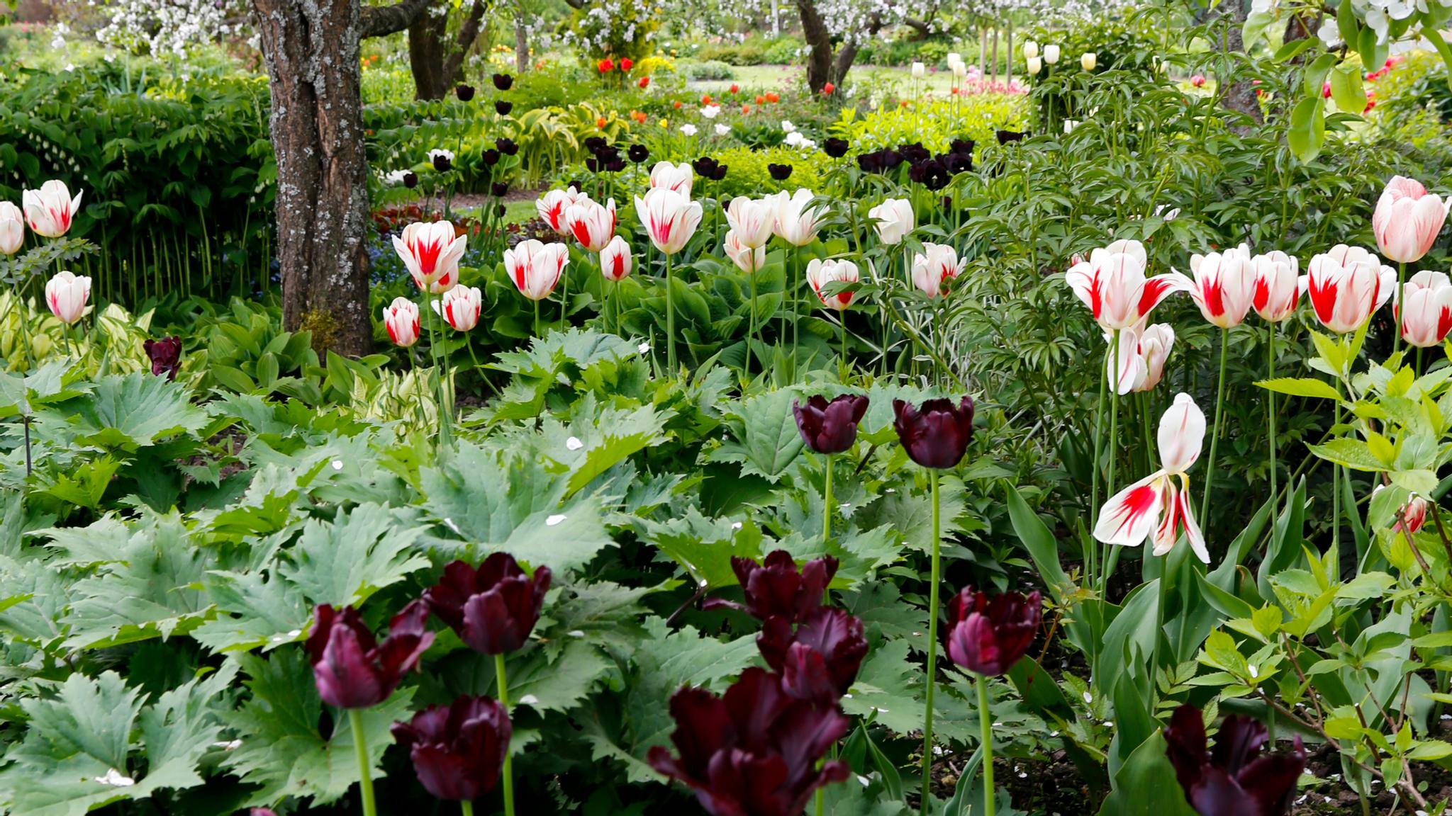 Puutarhan kasvit – hoito-ohjeet ja ihanat ideat | Kotona