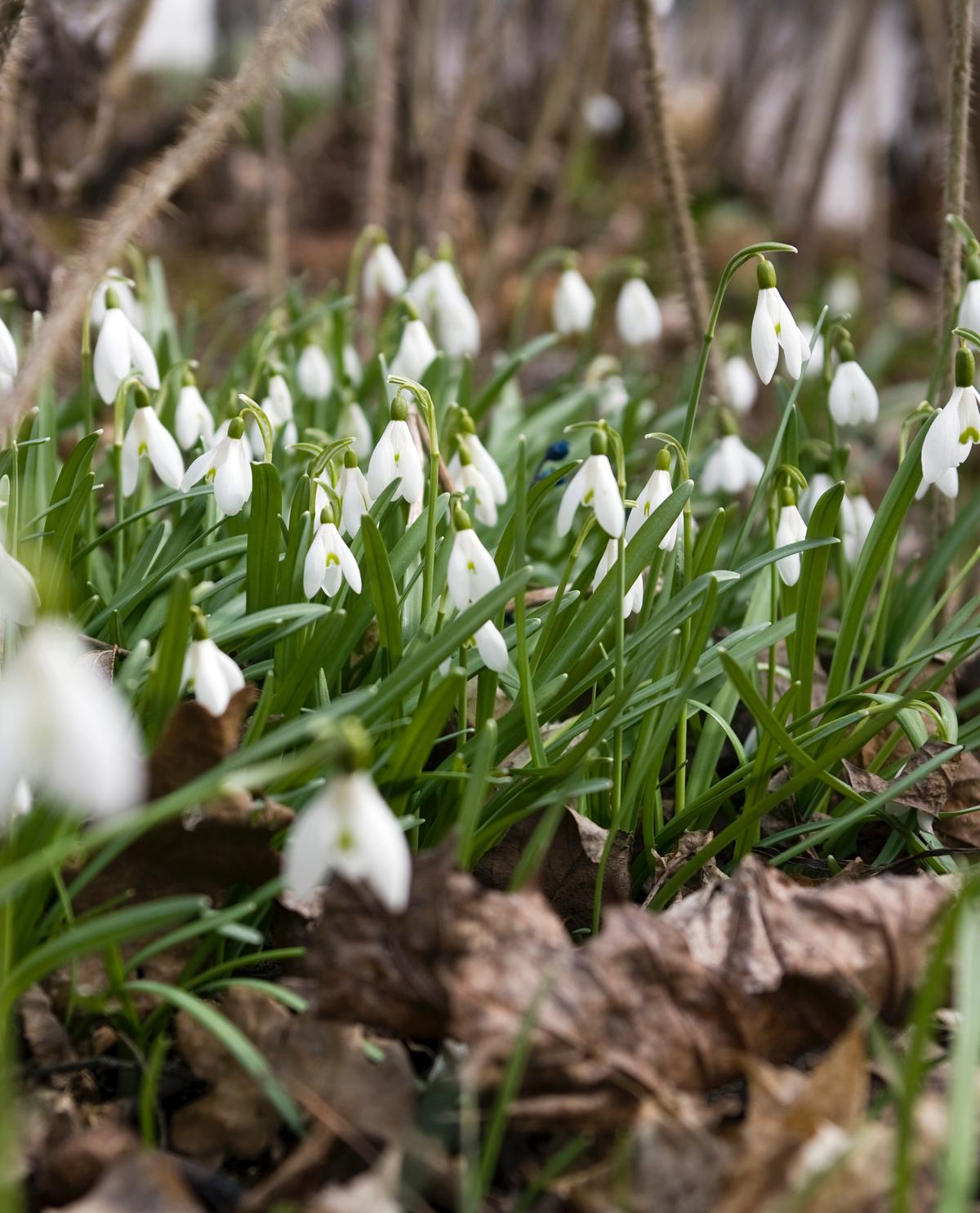 Lumikello: istutus, kasvatus ja lisäys | Kotona