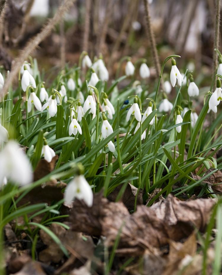 Lumikello: istutus, kasvatus ja lisäys | Kotona
