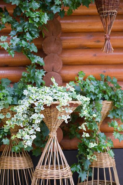 Muratti: hoito, kastelu ja lannoitus – lue vinkit! | Viherpiha