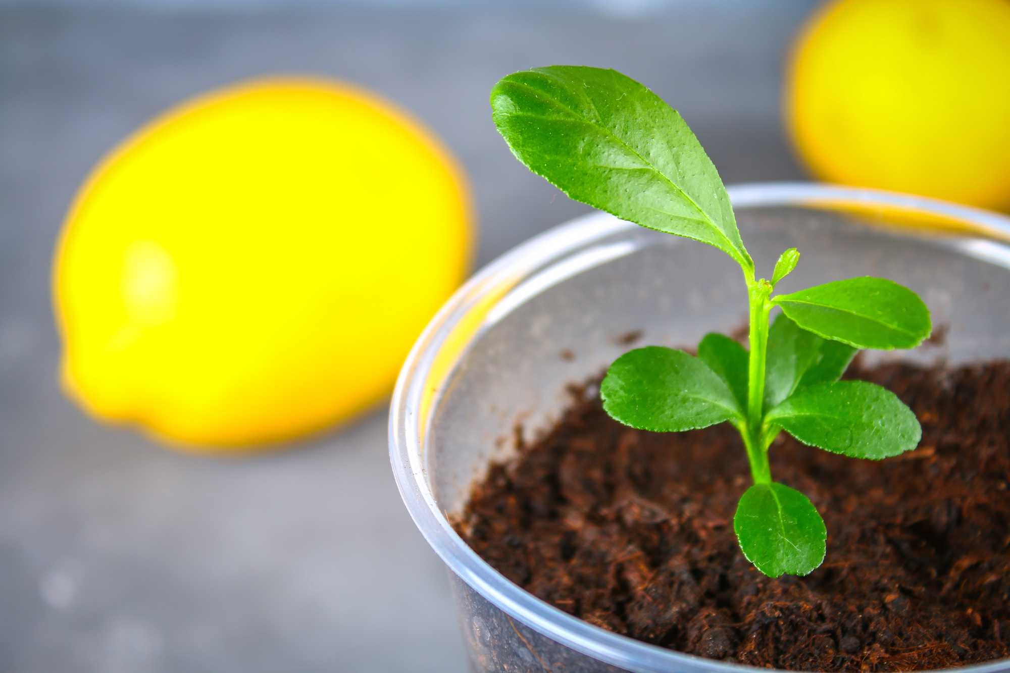 Kasvata itse oma sitruunapuu – näillä vinkeillä onnistut! | Meillä kotona