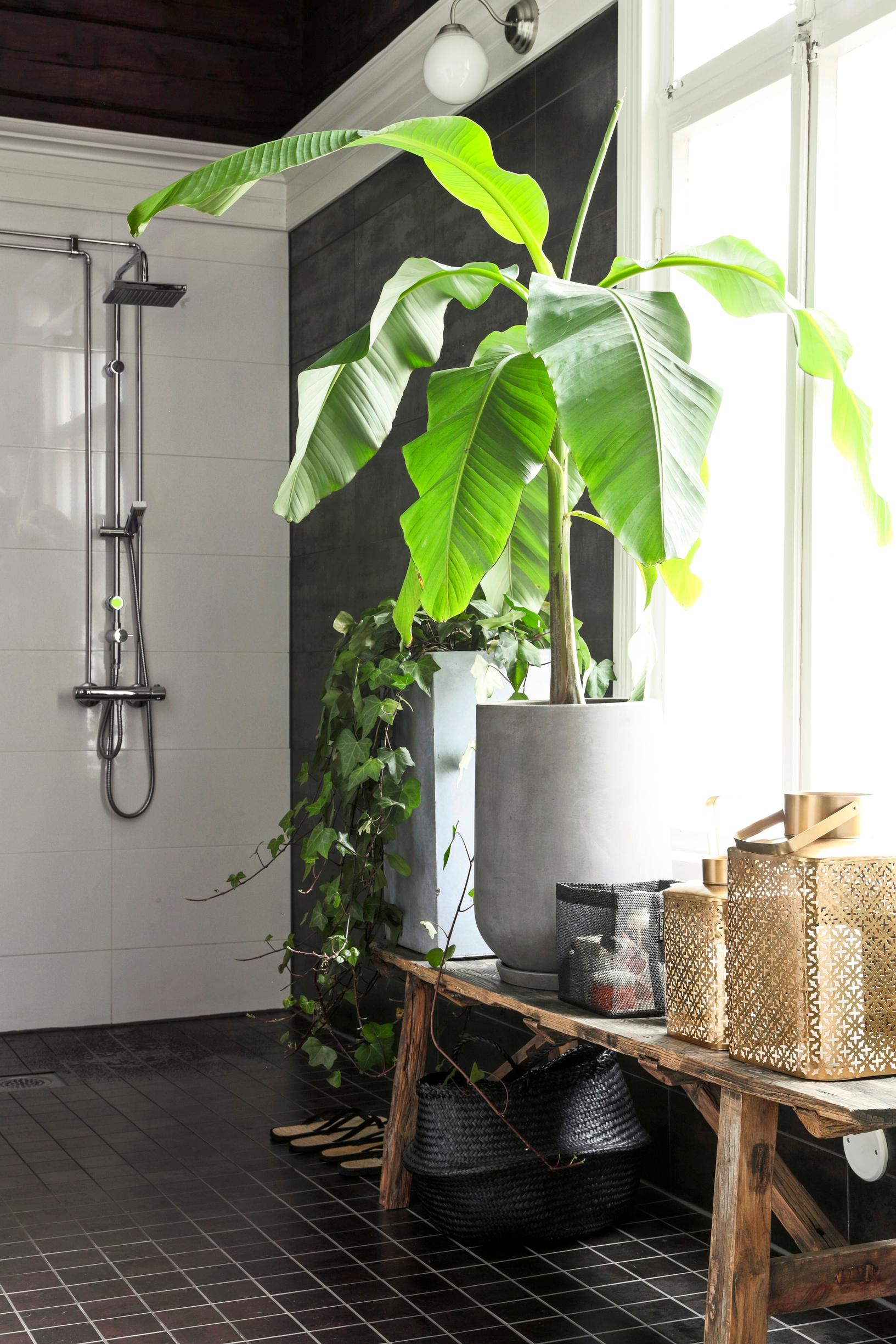 Viherkasvitrendit 2024 | Avotakka