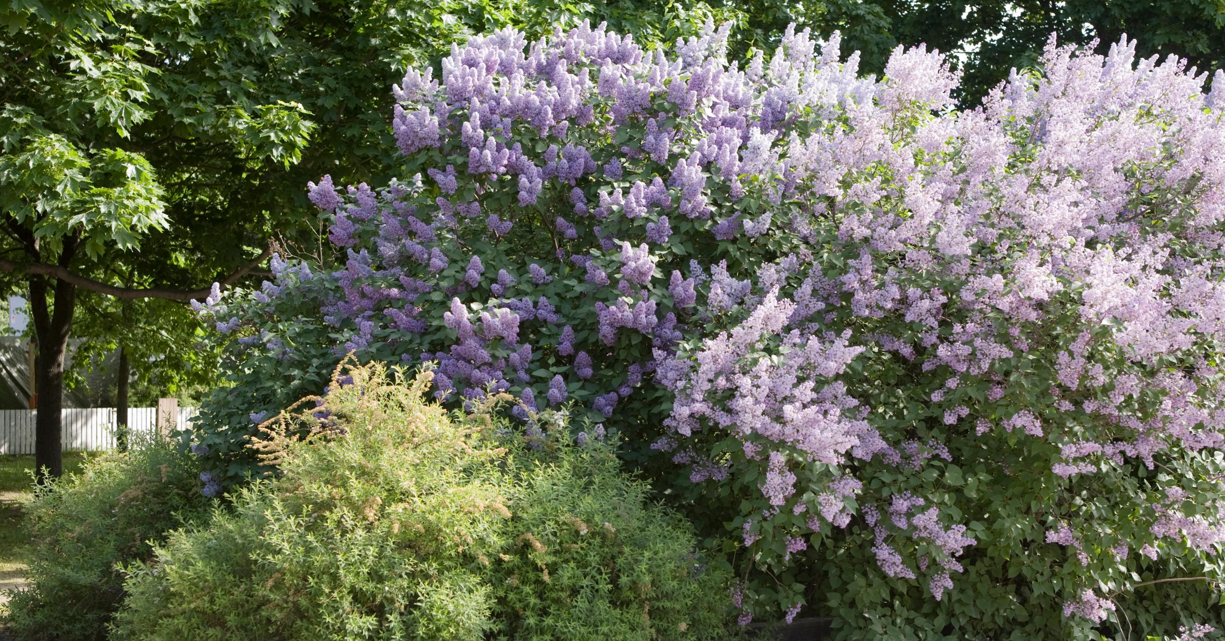 Syreenin siirto – näin siirrät syreenipensaan | Meillä kotona
