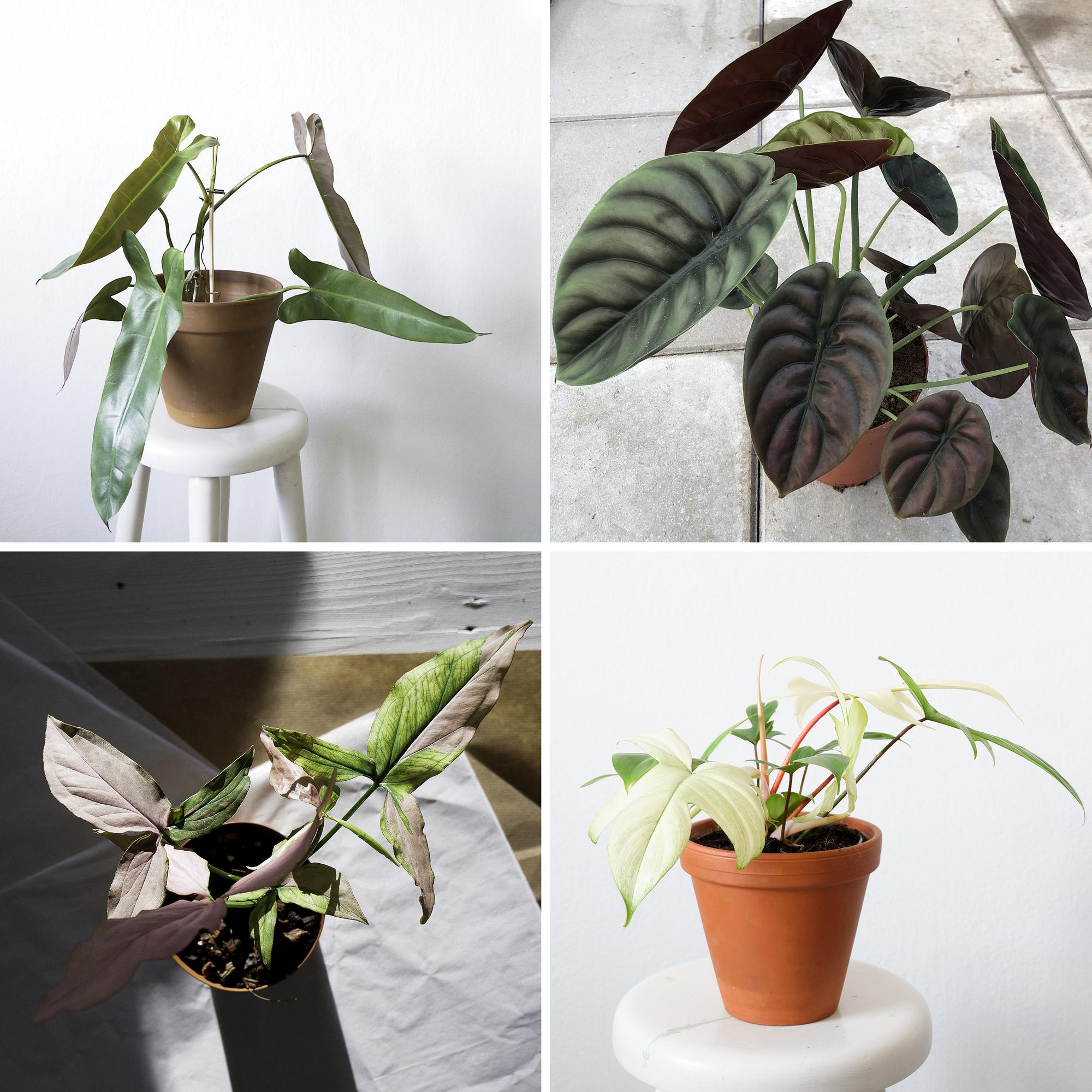 Trendikkäät viherkasvit | Meillä kotona