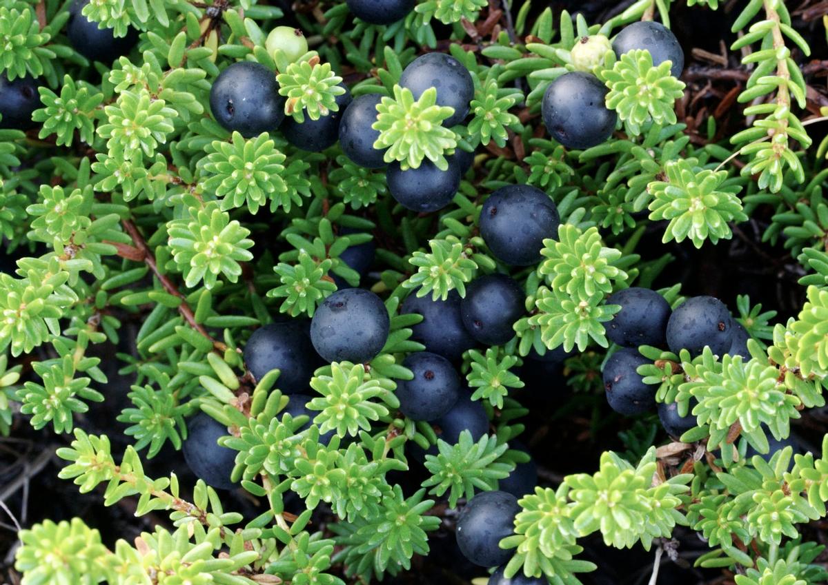 Variksenmarja – maukas herkku ja hyvä peittokasvi | Viherpiha