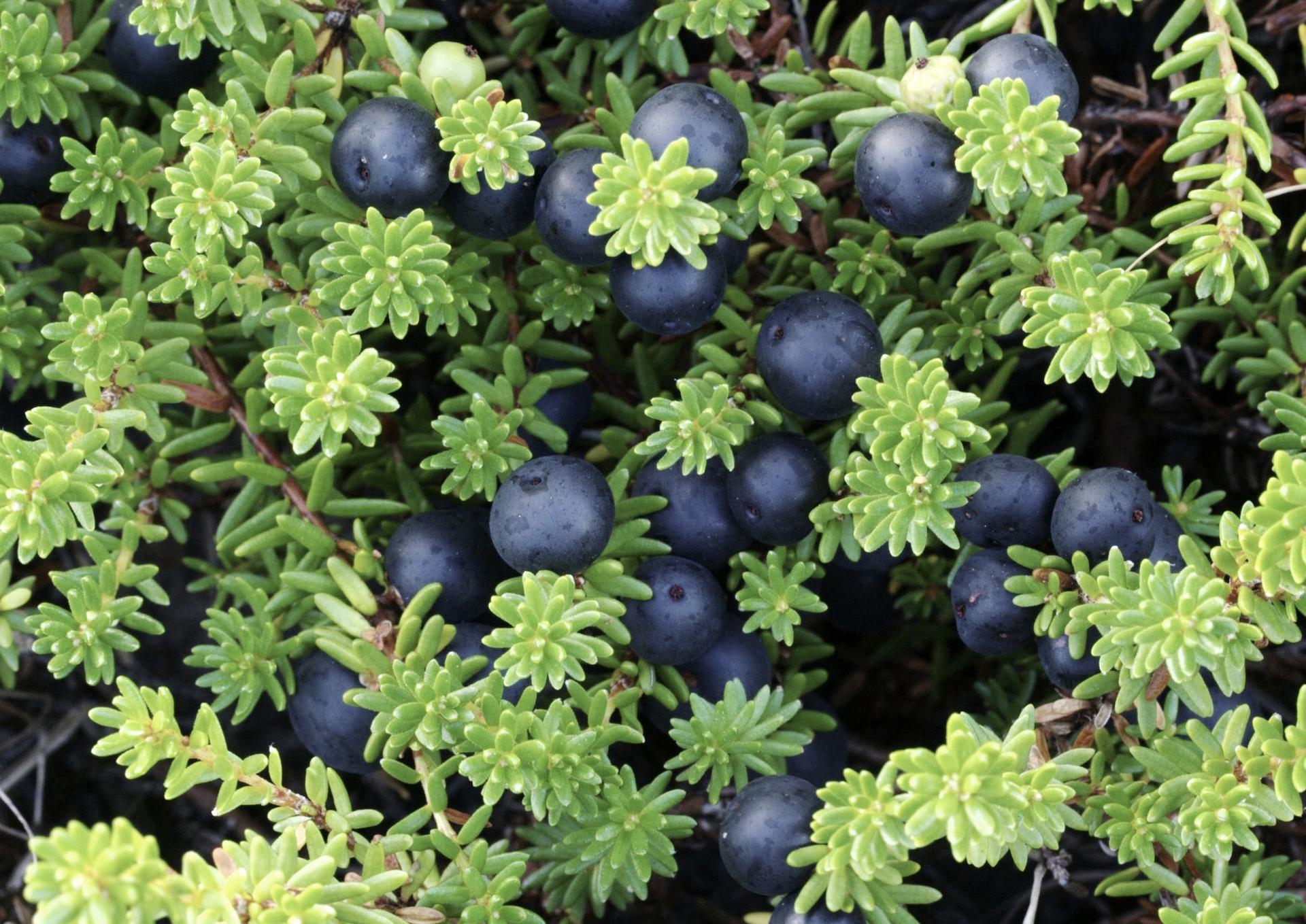Variksenmarja – maukas herkku ja hyvä peittokasvi | Viherpiha