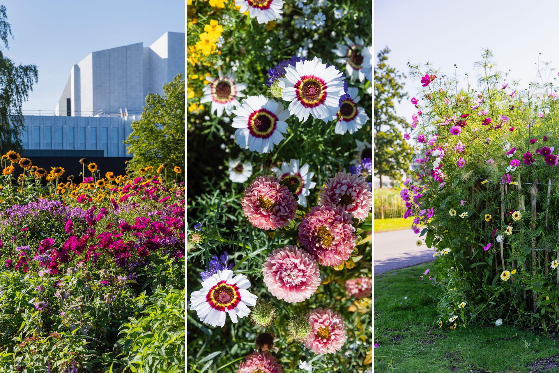 Töölönlahden puiston kukat – poimi hurmaavat kasvit muistiin | Kotona