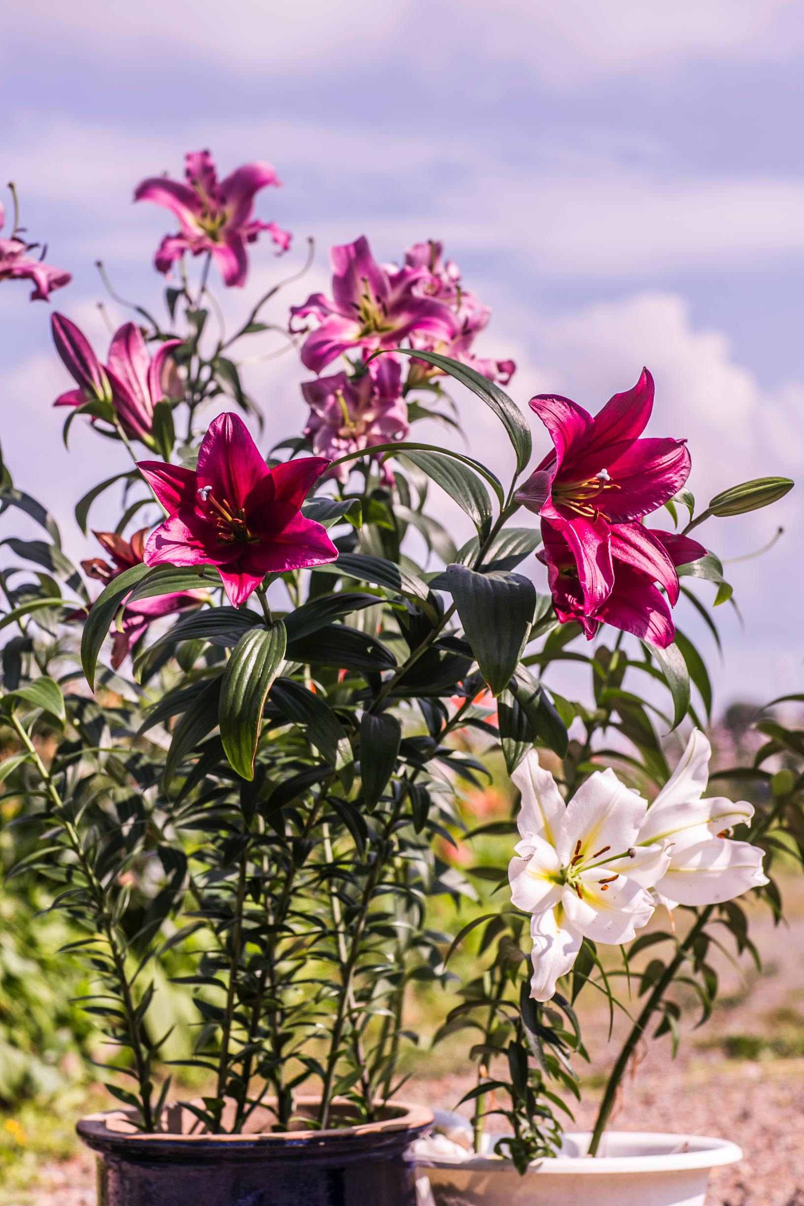 Lilja: parhaat vinkit liljojen kasvatukseen ja hoitoon | Viherpiha