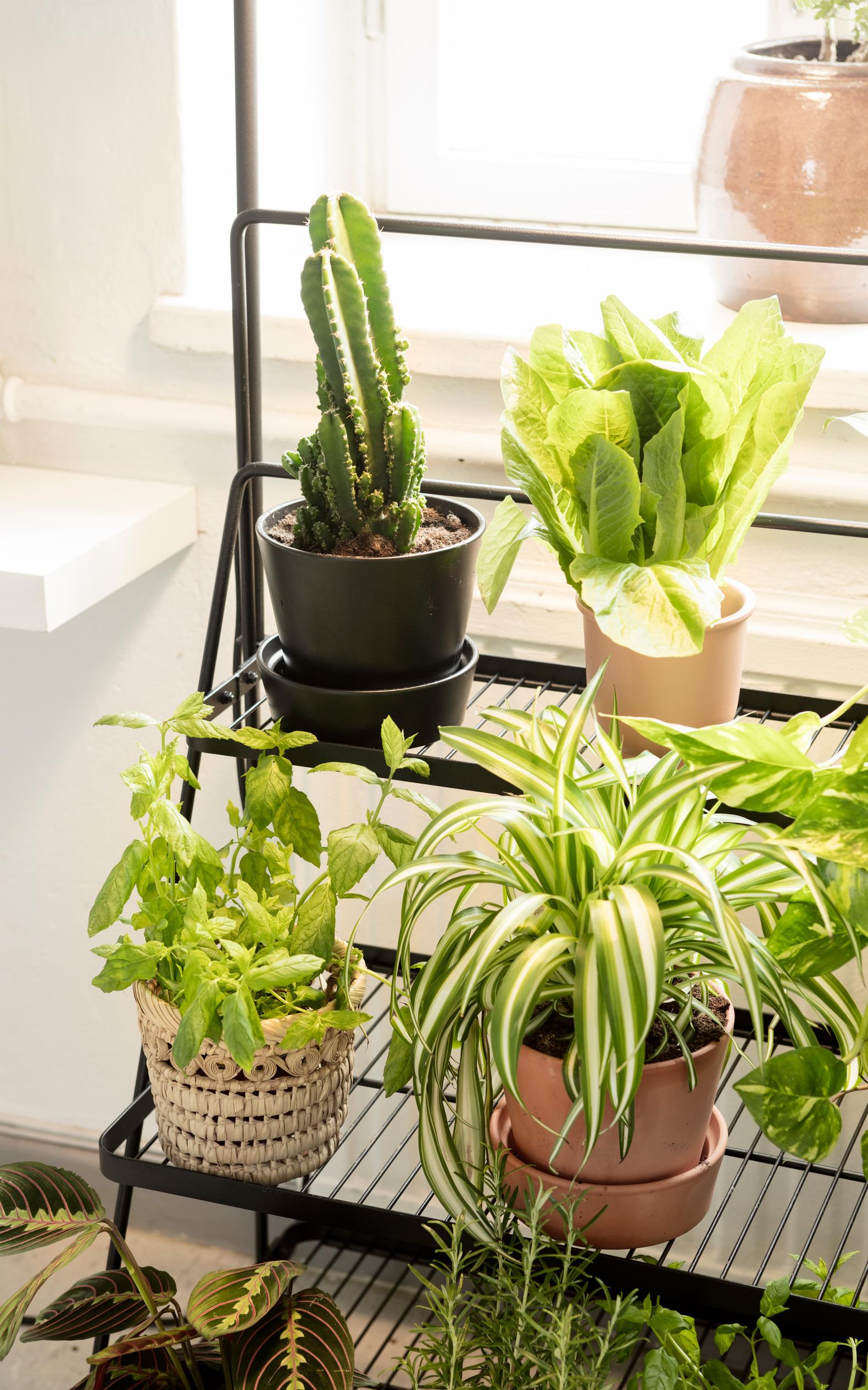 Viherkasvit sisustuksessa on kasvava trendi – katso vinkit! | Kotona