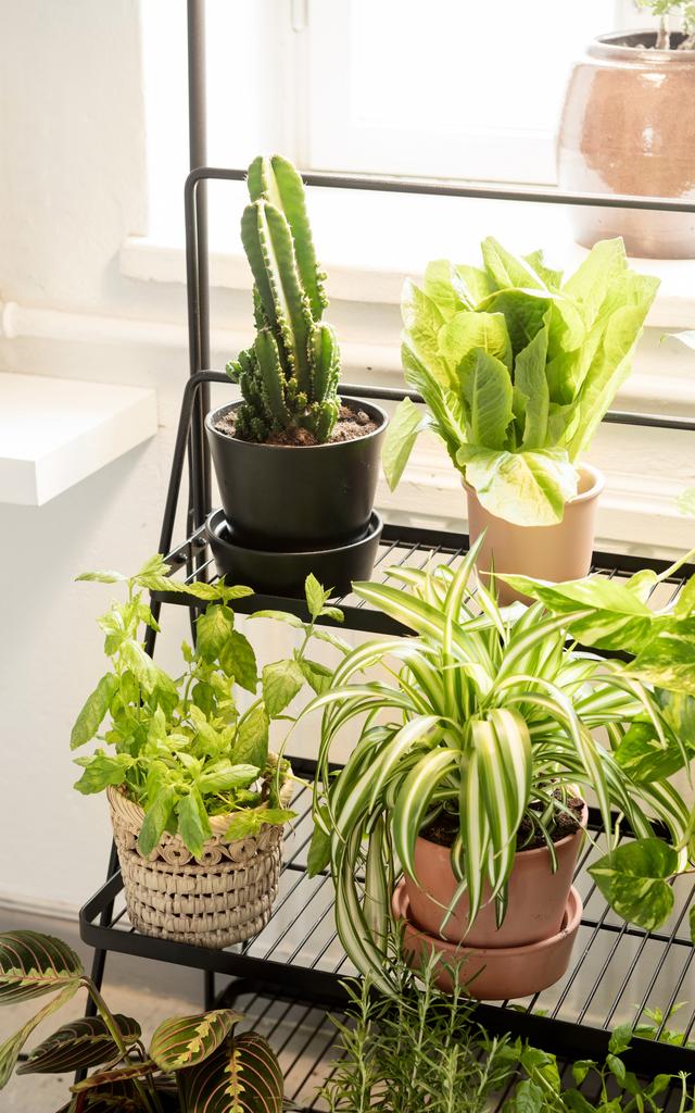 Viherkasvit sisustuksessa on kasvava trendi – katso vinkit! | Kotona