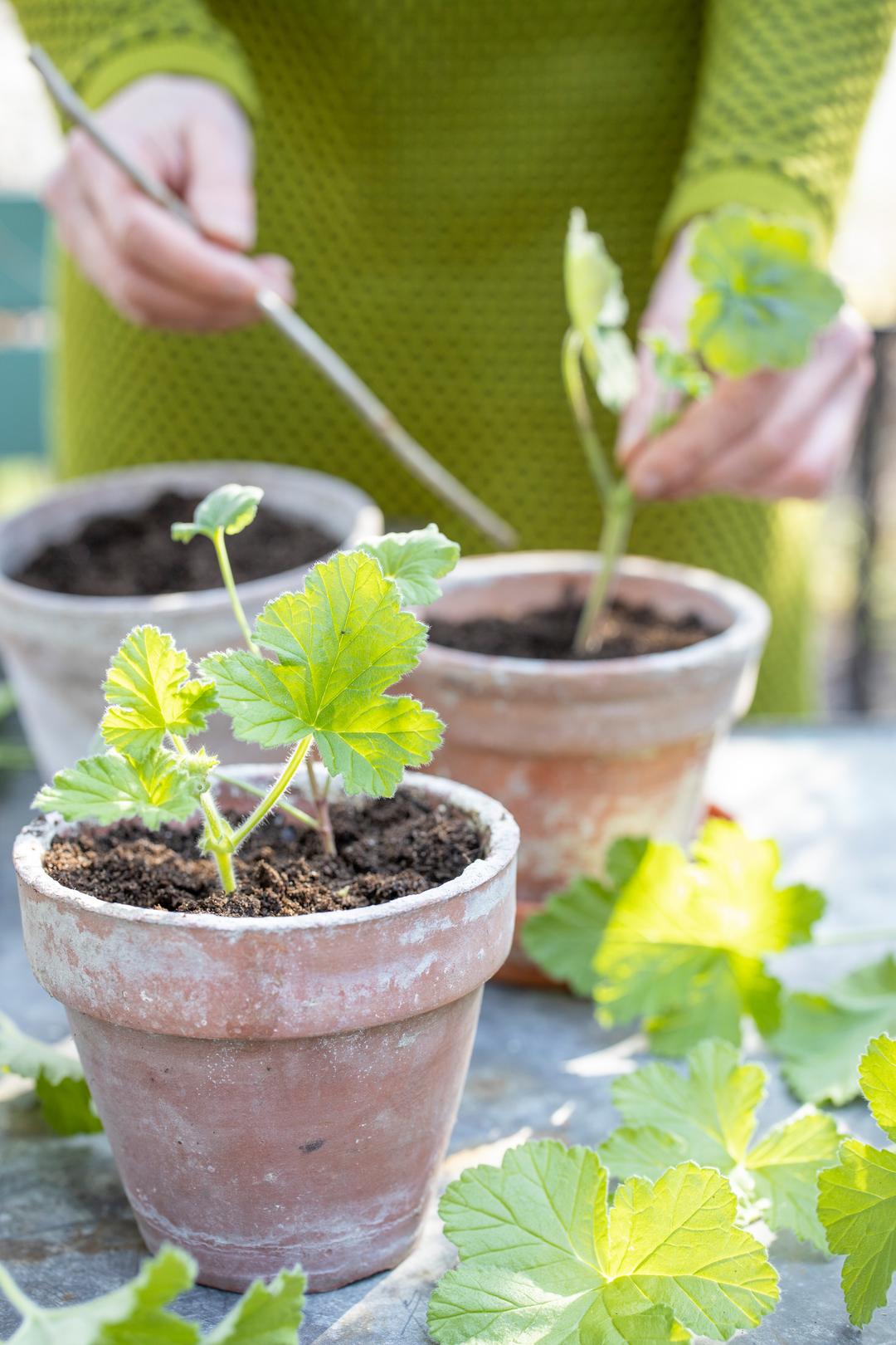 Pelargonin hoito ja lisäys pistokkaasta | Viherpiha
