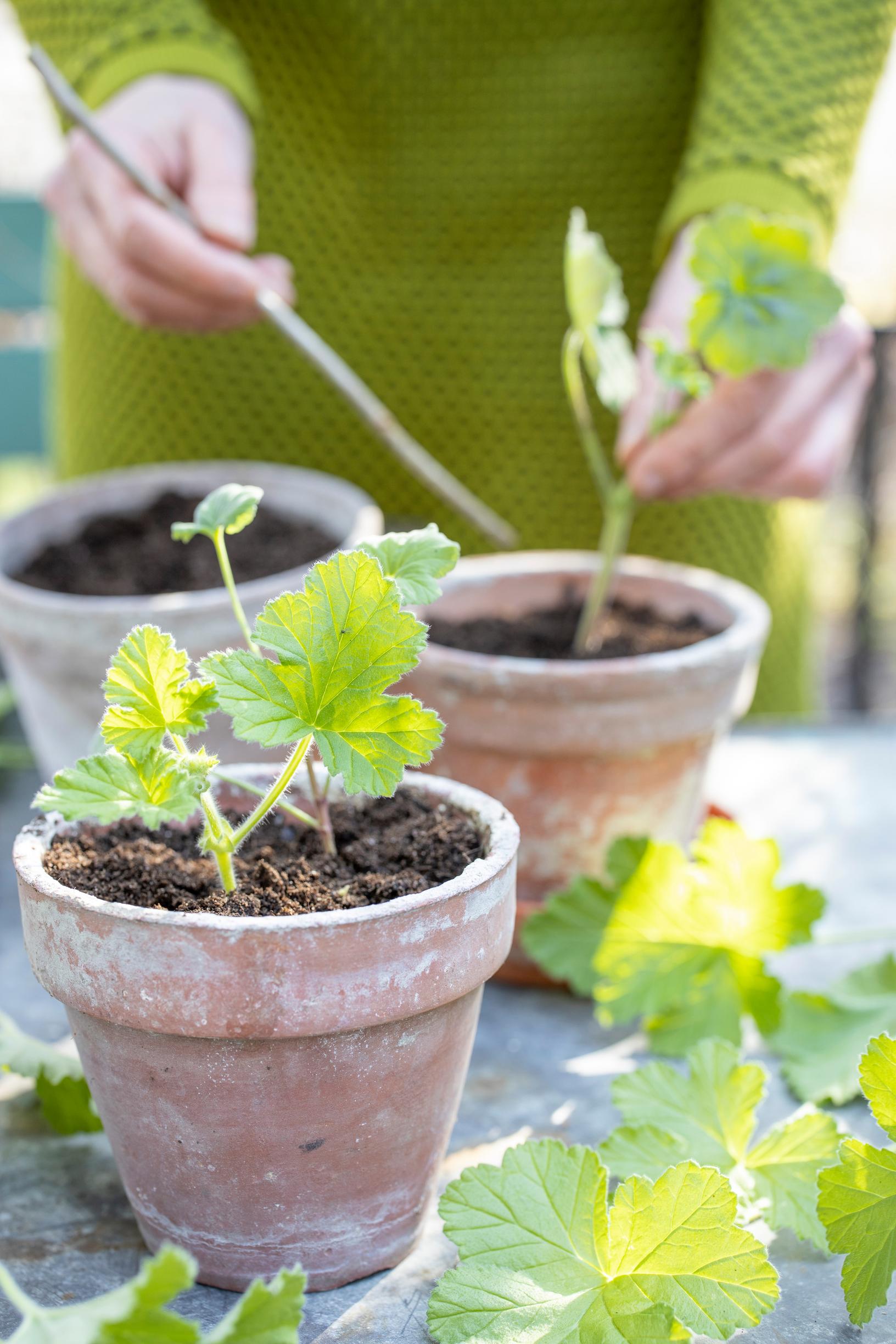 Pelargonin hoito ja lisäys pistokkaasta | Viherpiha