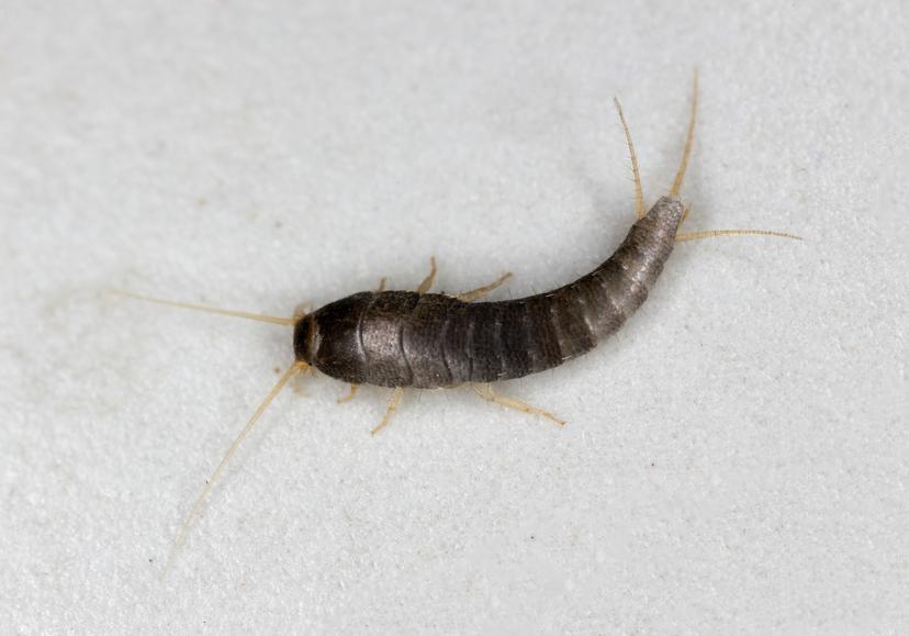 Sokeritoukka: tuntomerkit ja vinkit torjuntaan | Kotona