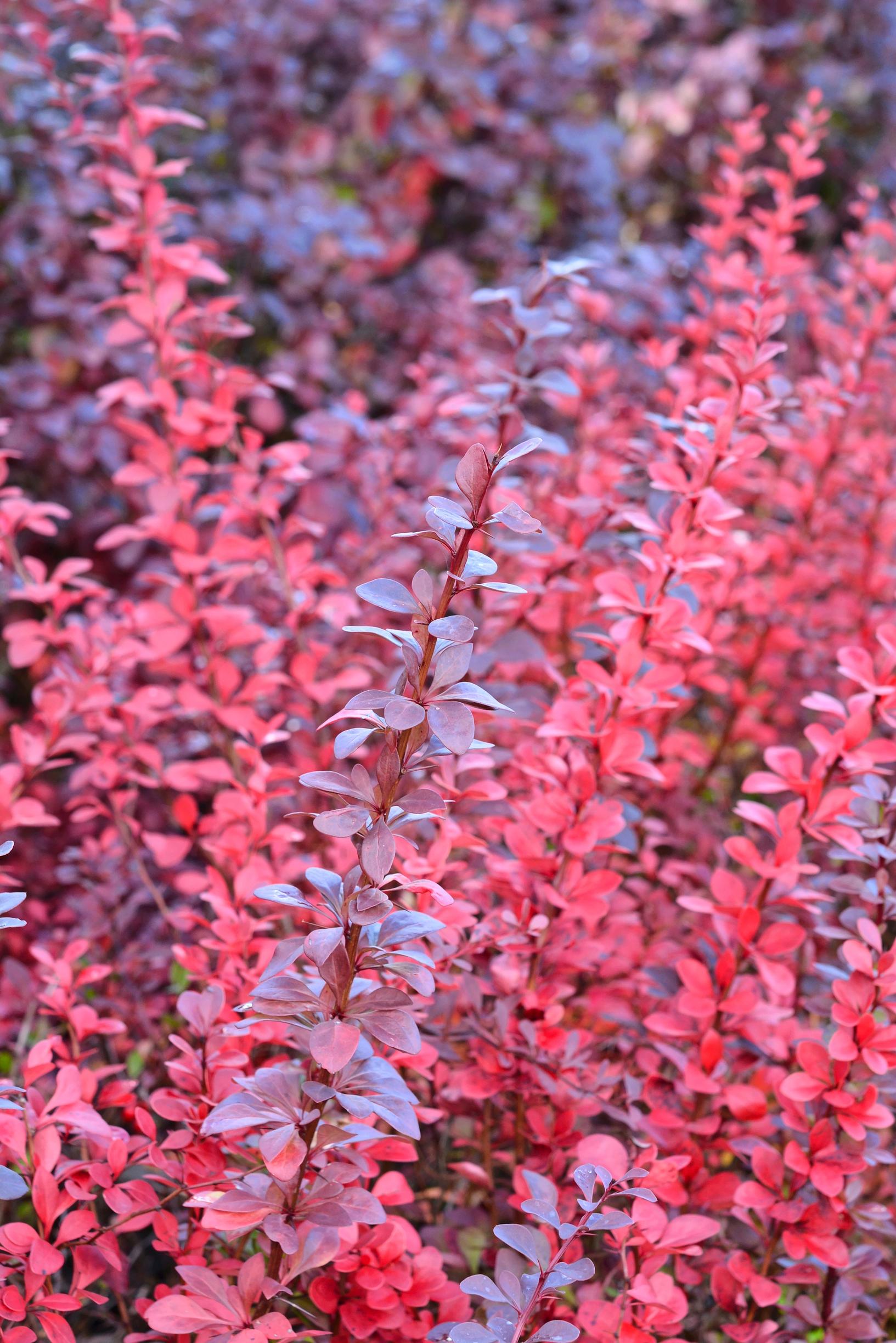 Aidanne puutarhaan – ammattilaisten suosikkipensaat | Viherpiha