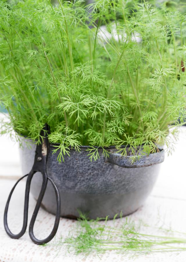 Tilli – kasvatus, hoito & parhaat reseptit | Kotona