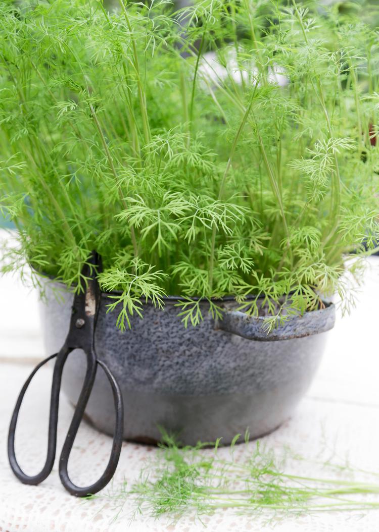 Tilli – kasvatus, hoito & parhaat reseptit | Kotona