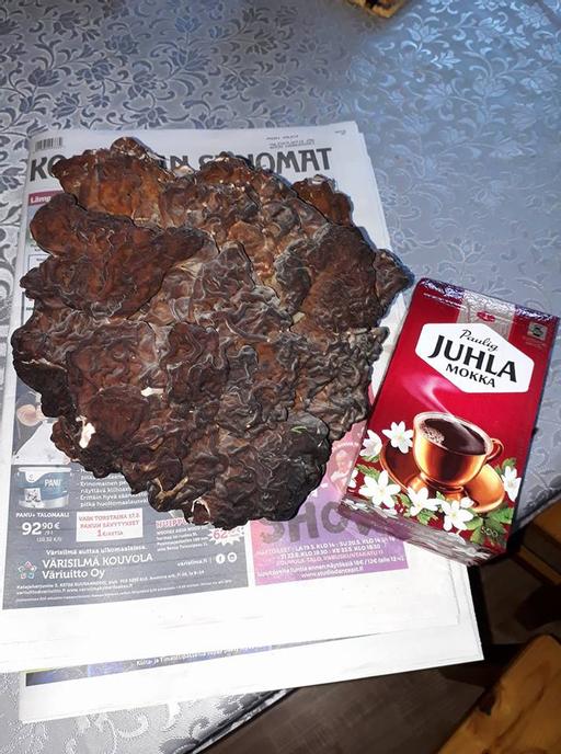 Korvasieni – parhaat reseptit | Maku