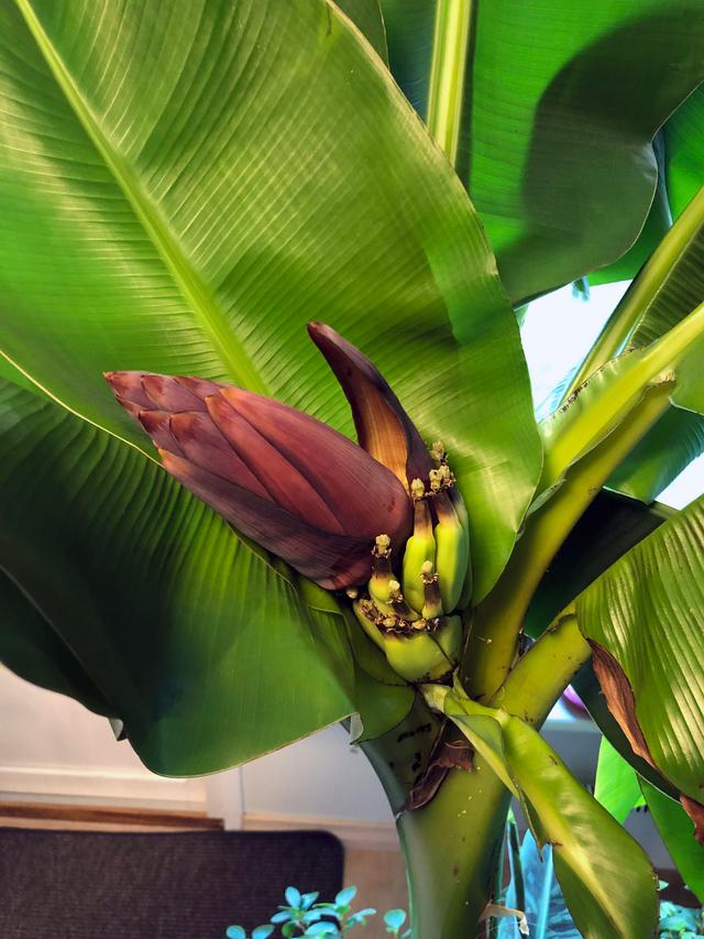 Banaani tuotti hedelmiä huonekasvina | Kotona
