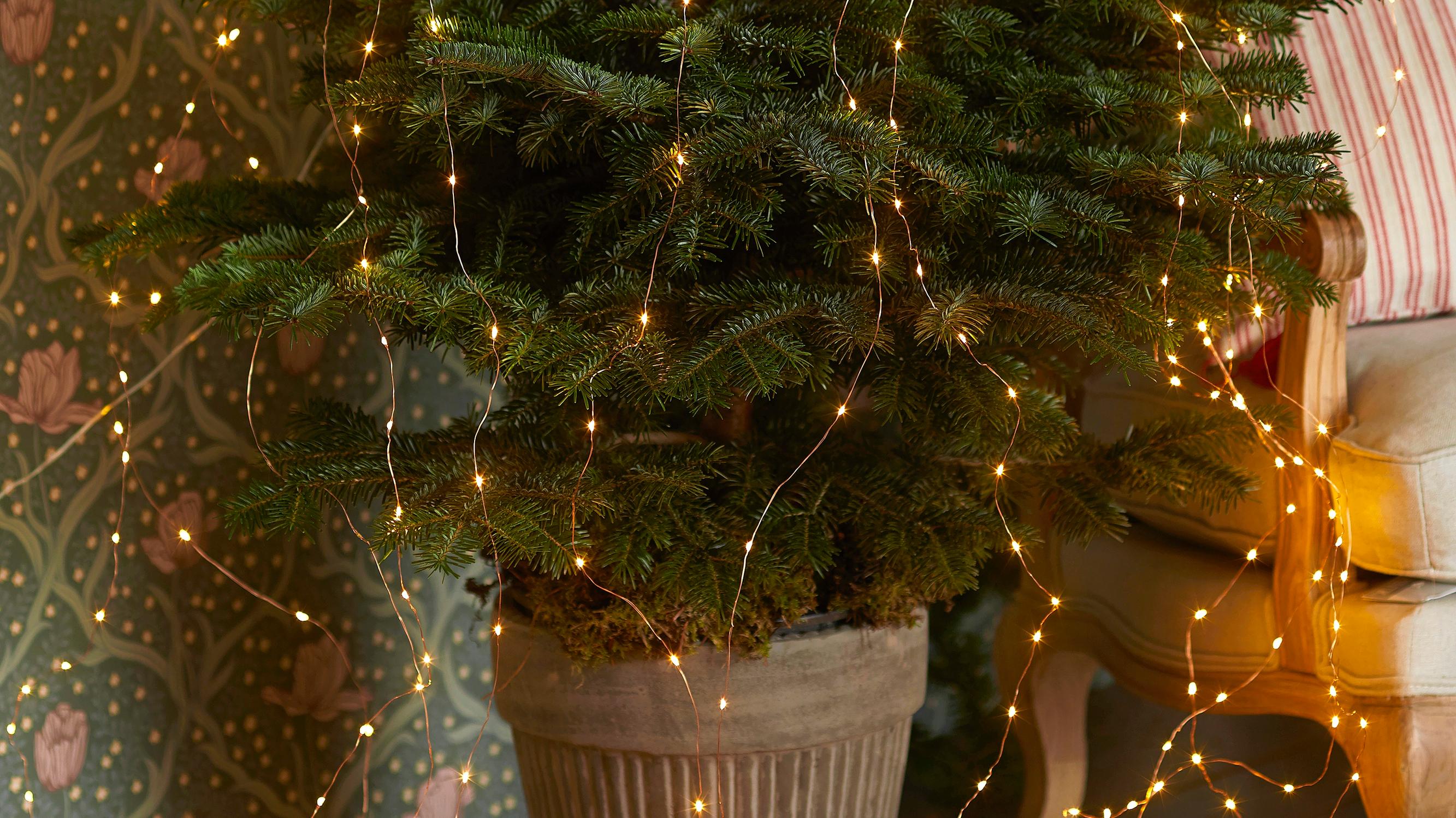 Ekologinen joulukuusi – lue vinkit joulupuun valintaan! | Kotivinkki